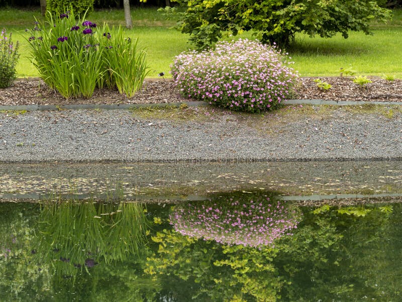 Reflections on the Surface of a Garden Pond Stock Image - Image of ...