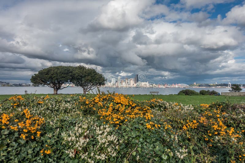 Flowers, Tree and Seattle stock photo. Image of clouds - 70151266