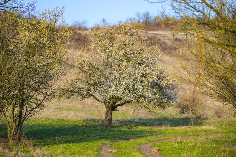 Flowers Tree in the Springtime Stock Photo - Image of green, flower ...