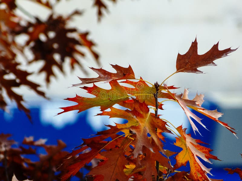 Flowers and Trees of Bulgaria Stock Photo - Image of mountain, beauty ...