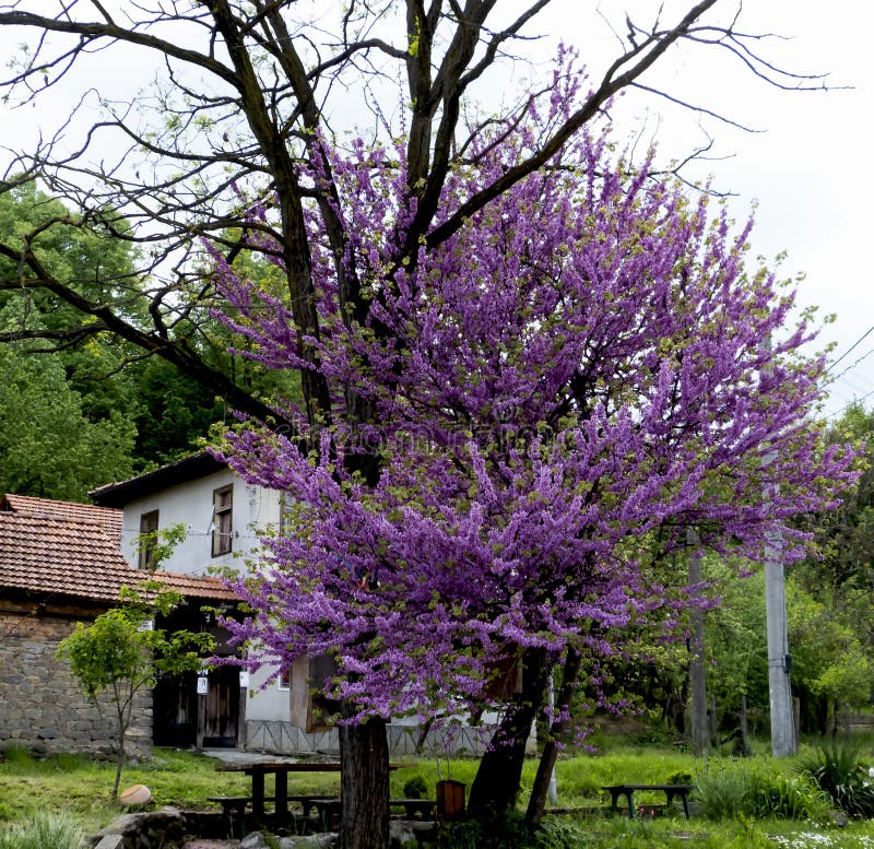 Flowers and Trees of Bulgaria Stock Photo - Image of bulgaria ...