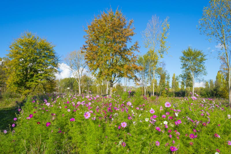 Flowers and Trees in a Field in Autumn Colors in Sunlight at Fall Stock ...