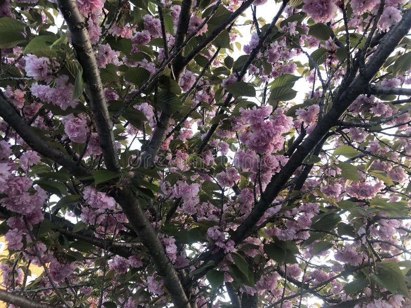 Spring Blooms in May stock photo. Image of ducks, harrisburg - 246963556