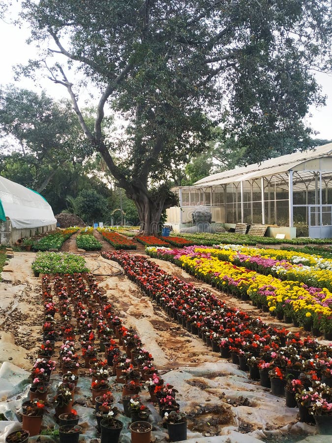 Flowers, Trees, Nursery, Plants, Structure Stock Image - Image of ...