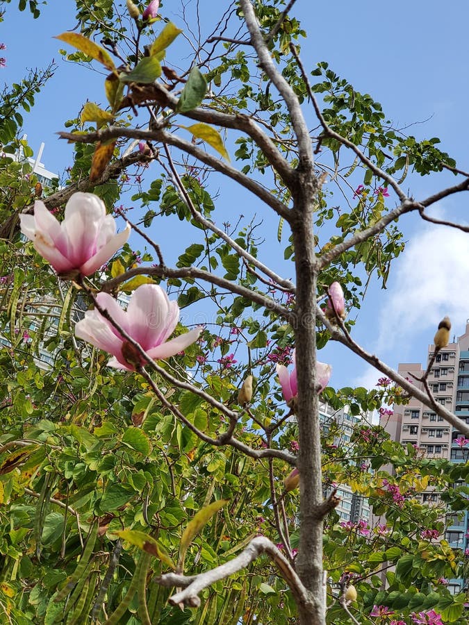 Flowers Trees in Park Hong Kong 084 Stock Photo - Image of trees, kong ...