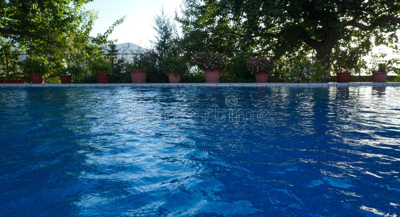 Flowers and Trees by the Pool Stock Image - Image of residential ...