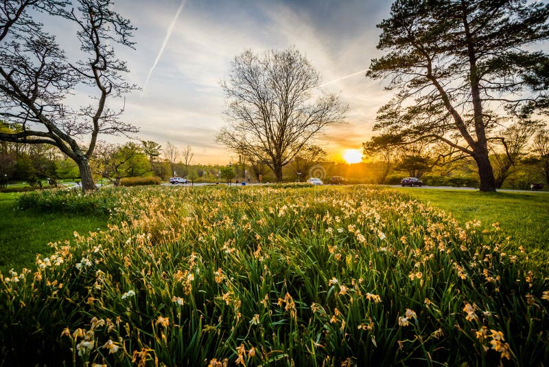Flowers and Trees at Sunset, at Cylburn Arboretum, in Baltimore ...