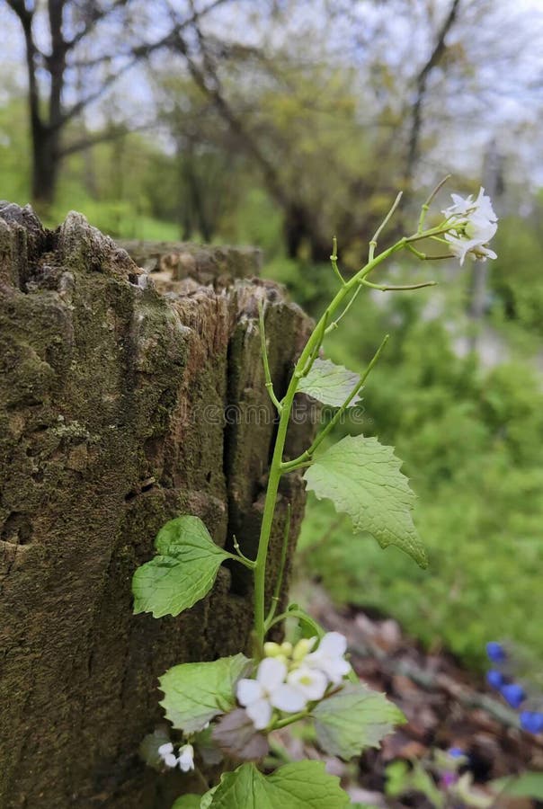 Flowers Trees White Flowers Stumps Dead Trees Nature Stock Image ...