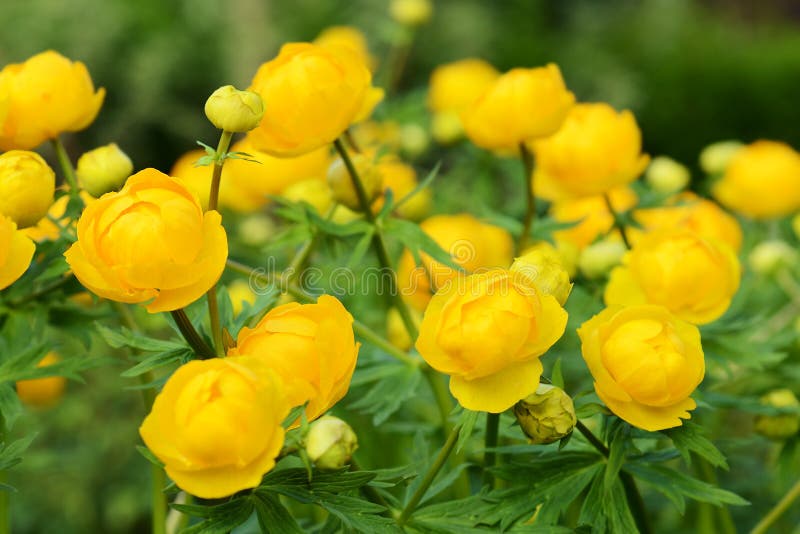 Flowers Trollius stock photo. Image of natural, gardening - 48277026