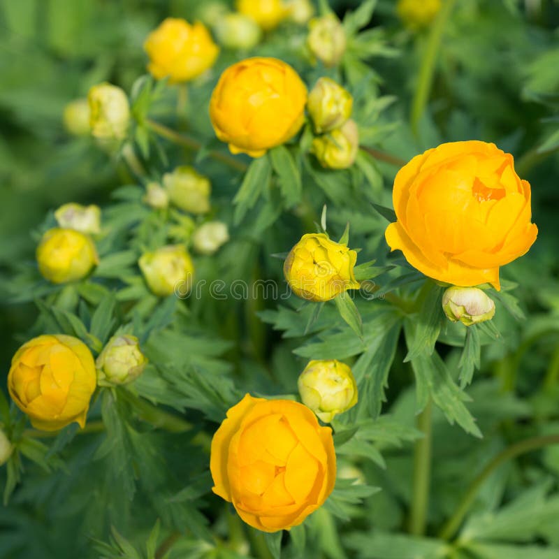 Flowers Trollius stock image. Image of fresh, trollius - 51619081