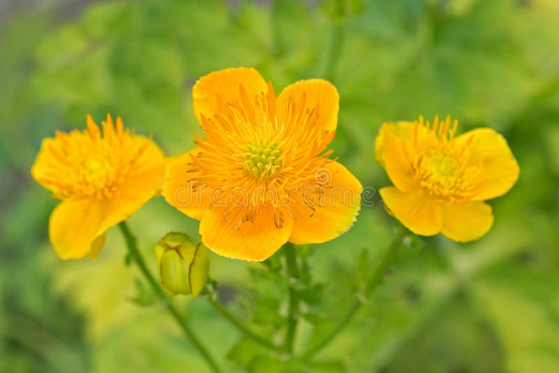 Flowers Trollius stock image. Image of landscape, freshness - 70882667