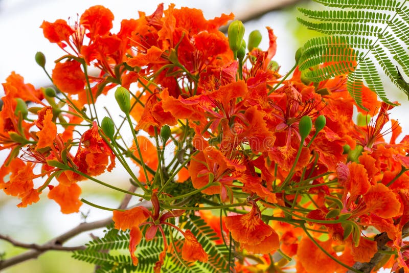 Tropical Red Flame Tree Branch Leaves Flower Stock Image - Image of ...