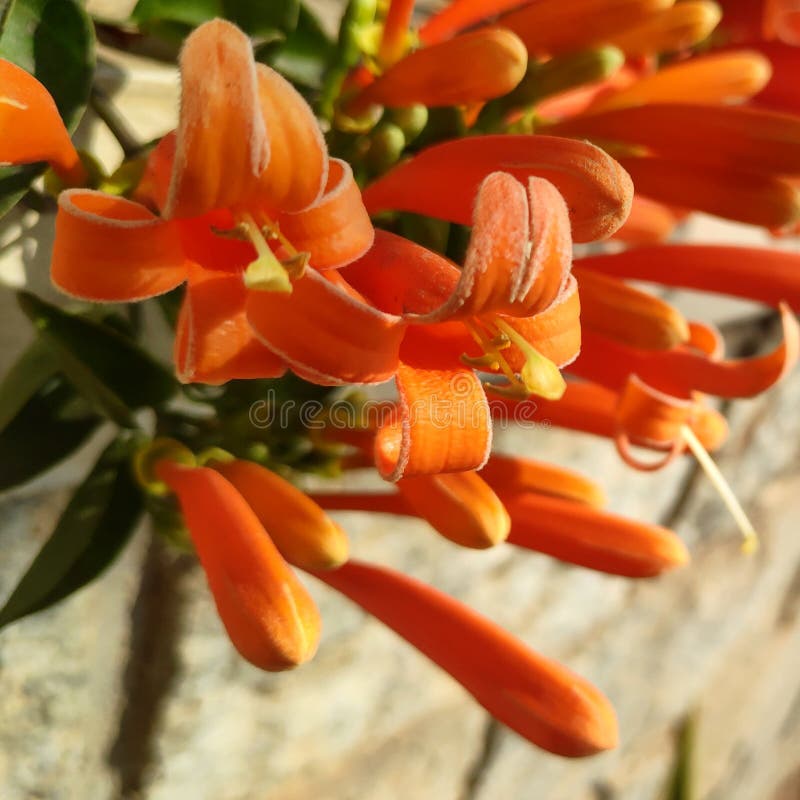 Flowers stock photo. Image of garden, true, nature, tree - 137380898