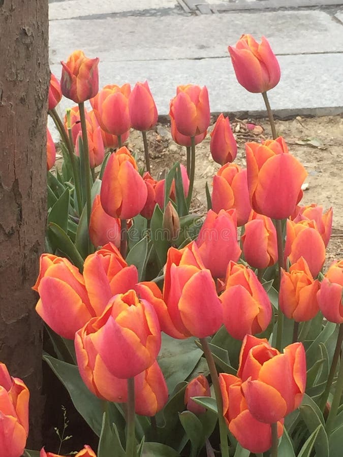 Turkish tulips stock image. Image of turkish, tulips - 130515083