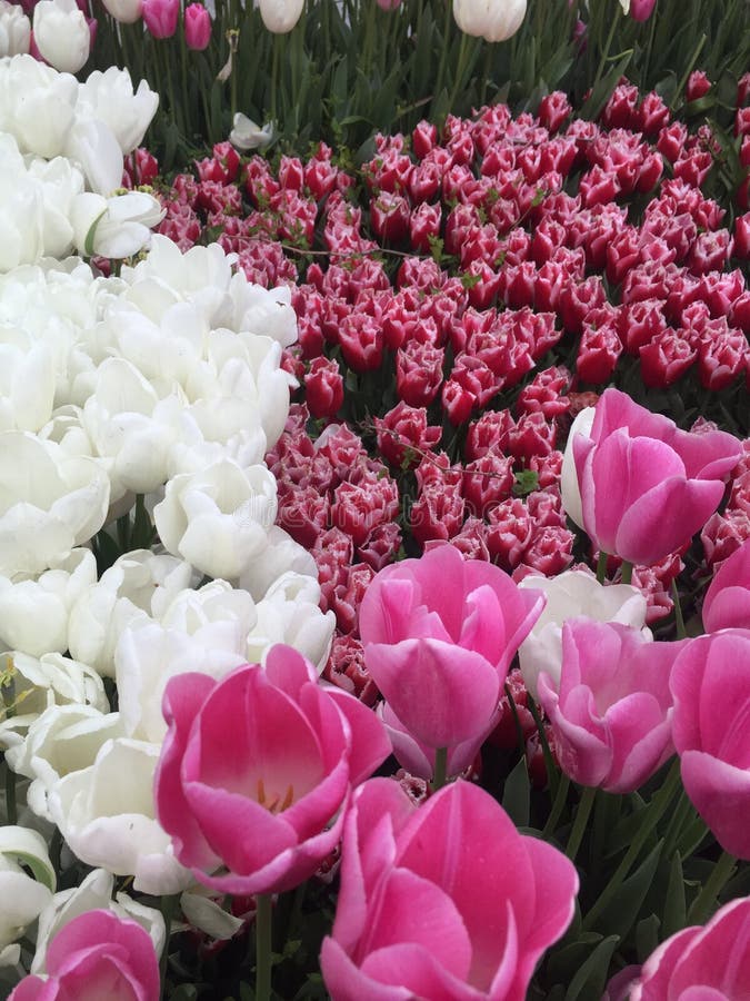 Turkish tulips stock image. Image of turkish, tulips - 130515083