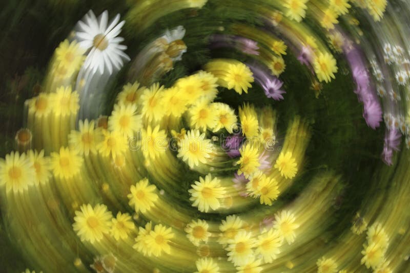 Flowers turning stock image. Image of daisy, round, sensation - 32037619