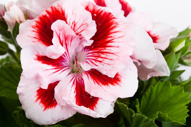 713 Geranium Two Stock Photos - Free & Royalty-Free Stock Photos from ...