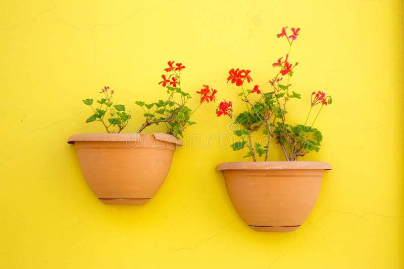 Flowers in two pots stock image. Image of green, gardening - 76265515