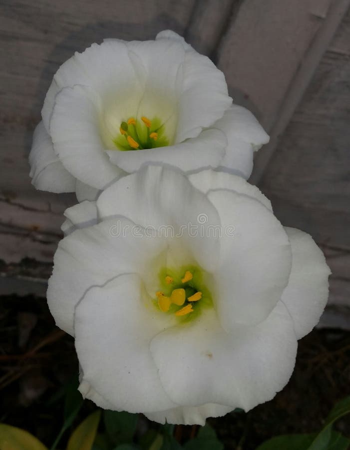 Flowers stock image. Image of nature, spring, flowers - 93457779