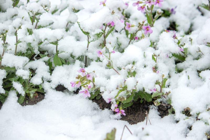 Flowers Under the Snow in Spring. Snowy Spring. Stock Photo - Image of ...