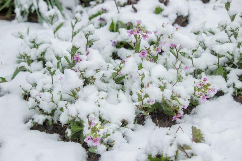 Flowers Under the Snow in Spring. Snowy Spring. Stock Photo - Image of ...