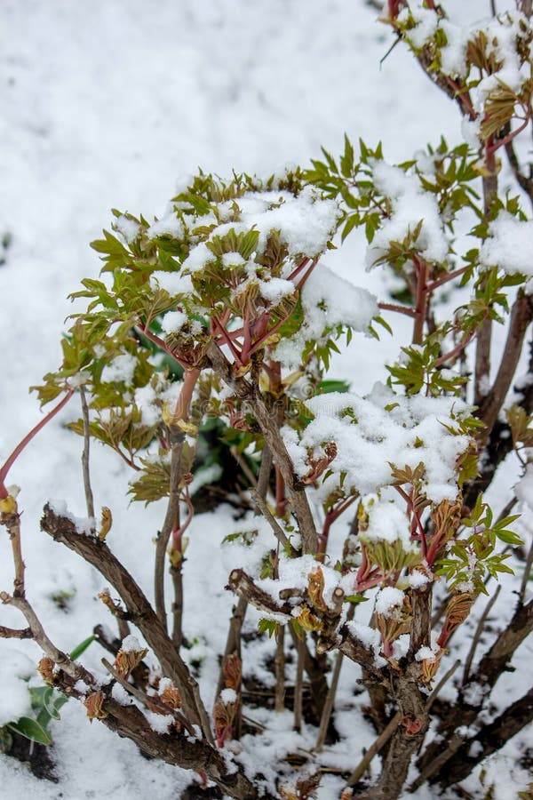 Flowers Under the Snow in Spring. Snowy Spring. Stock Photo - Image of ...