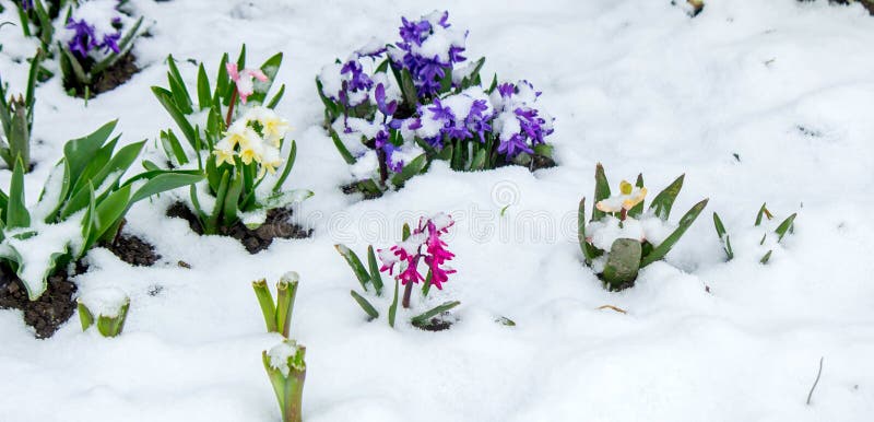 Flowers Under the Snow in Spring. Snowy Spring. Stock Photo - Image of ...