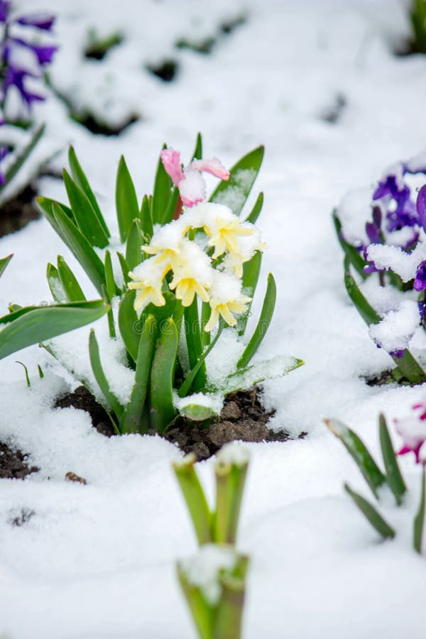 Flowers Under the Snow in Spring. Snowy Spring. Stock Photo - Image of ...