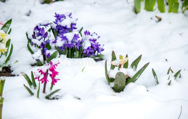 Flowers Under the Snow in Spring. Snowy Spring. Stock Photo - Image of ...