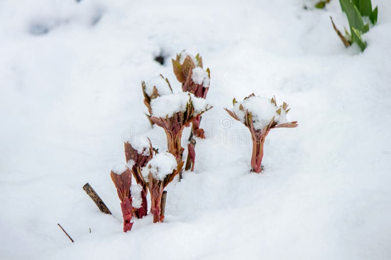 Flowers Under the Snow in Spring. Snowy Spring. Stock Photo - Image of ...