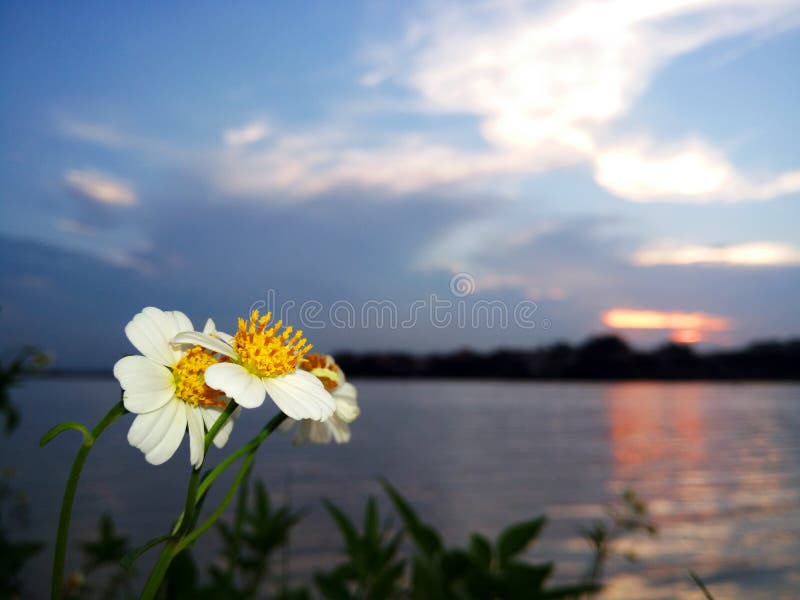 Flowers under sunset stock photo. Image of summer, plants - 44398008