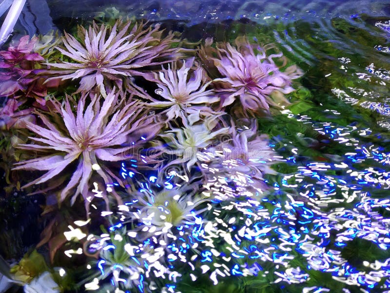 Flowers Under Water Very Beautiful Stock Photo - Image of petal ...
