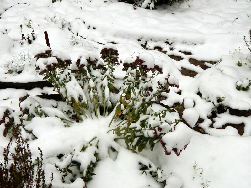 Flowers Under White Snow in Winter Stock Photo - Image of flower ...