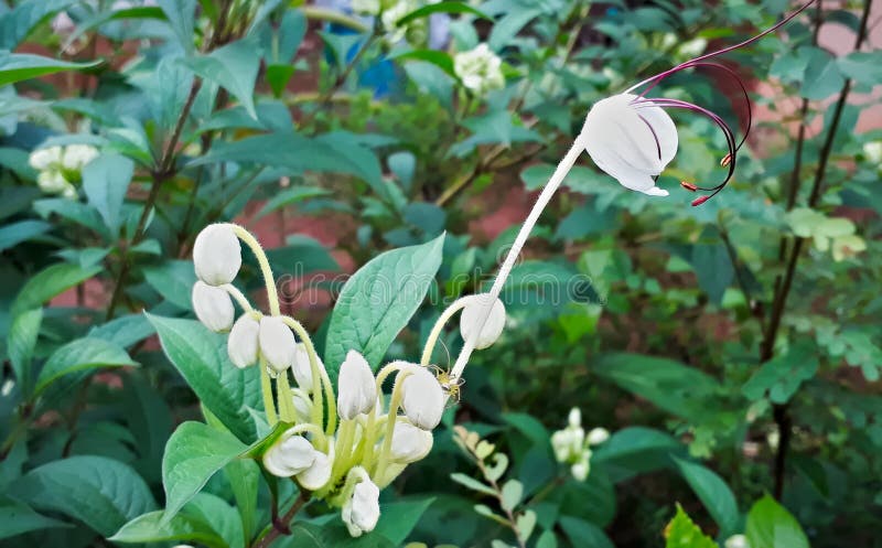 Flowers stock photo. Image of floral, plants, flowers - 96196348