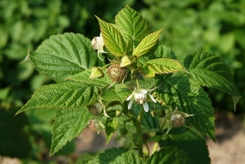 Flowers and Unripe Fruits of Raspberry Stock Photo - Image of growth ...