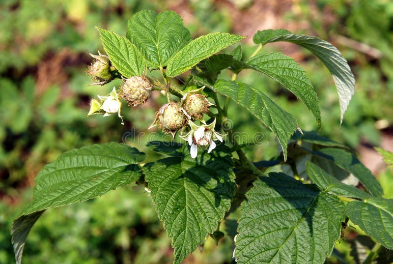 Flowers and Unripe Fruits of Raspberry Stock Image - Image of plants ...