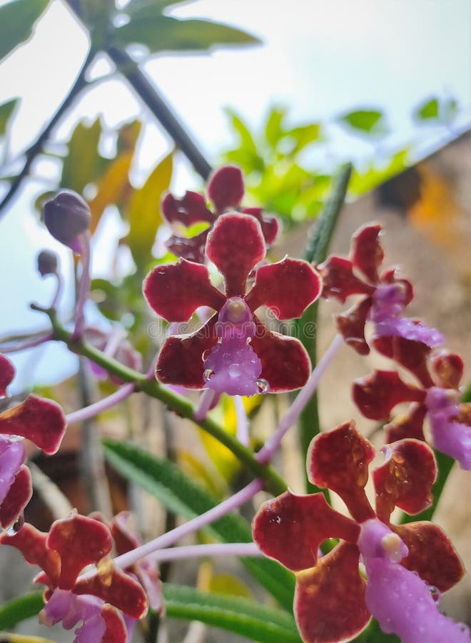 Flowers of the Vanda Limbata Orchid Stock Image - Image of soil, organic: 278193129