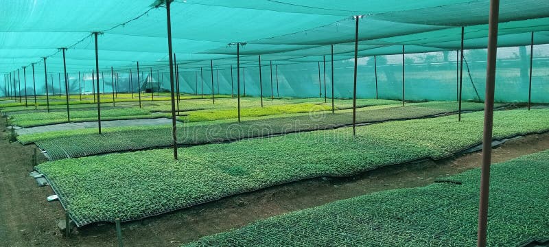 Flowers and Vegetable Making Greenery in the Ground of Farm Land Stock ...