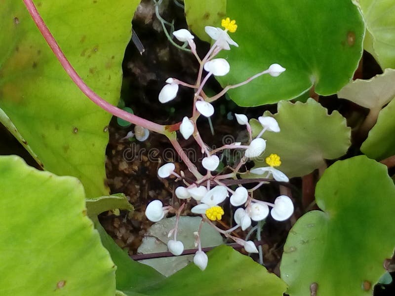 Flowers stock photo. Image of flowers, open, natural - 93968430