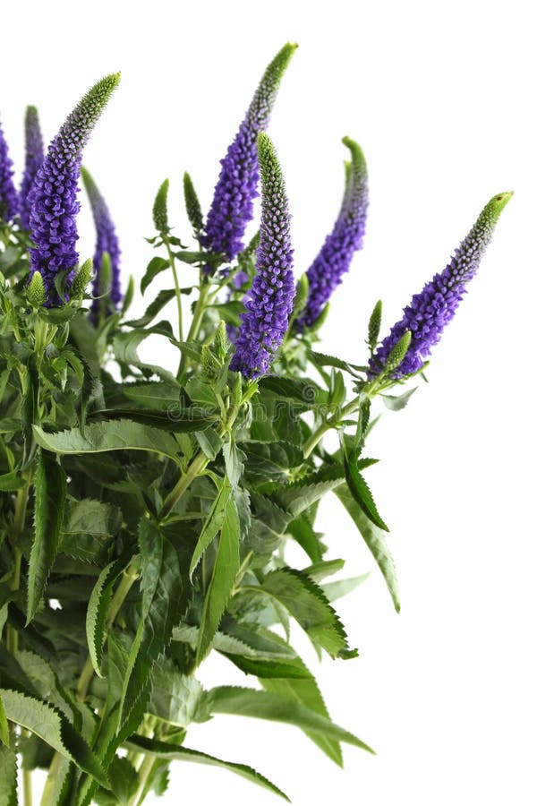 Flowers Veronica stock photo. Image of space, bright - 23511810