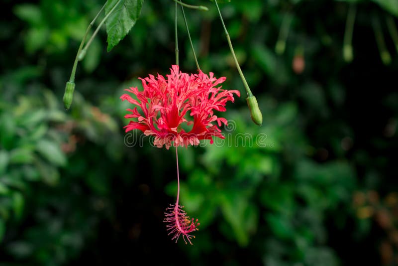 The Flowers are Very Decorative, Pendulous Eardrop Shape Stock Photo ...