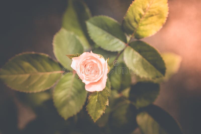 Flowers Vintage Background Tone Design Stock Image - Image of flower ...