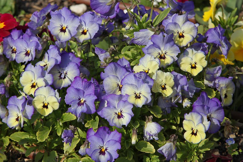 Flowers of Viola Cornuta with Various Colors Stock Photo - Image of ...
