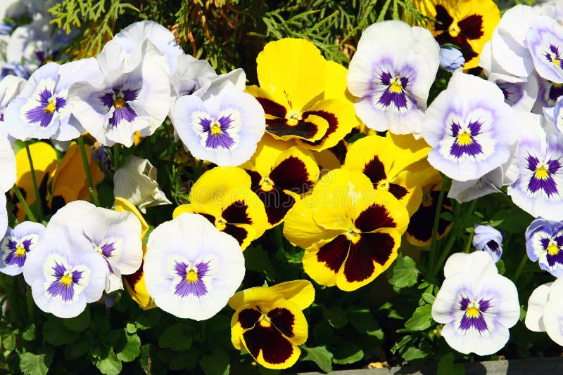 Viola flowers stock photo. Image of bloosom, garden - 228562410