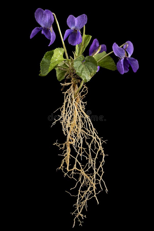 Flowers of the Violet with Root, Lat. Viola Odorata, Isolated on Black ...