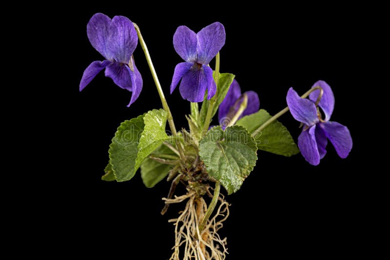 Flowers of the Violet with Root, Lat. Viola Odorata, Isolated on Black ...