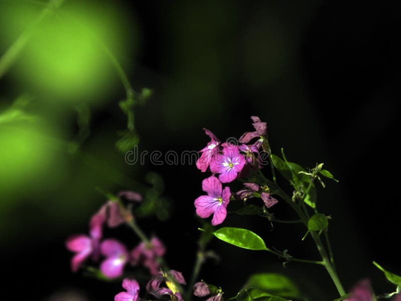 Flowers Violet, it is Spring Finally Stock Image - Image of orange ...
