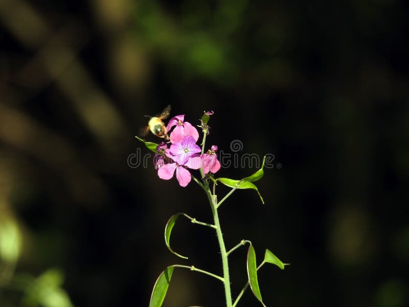 Flowers Violet, it is Spring Finally Stock Image - Image of bird ...