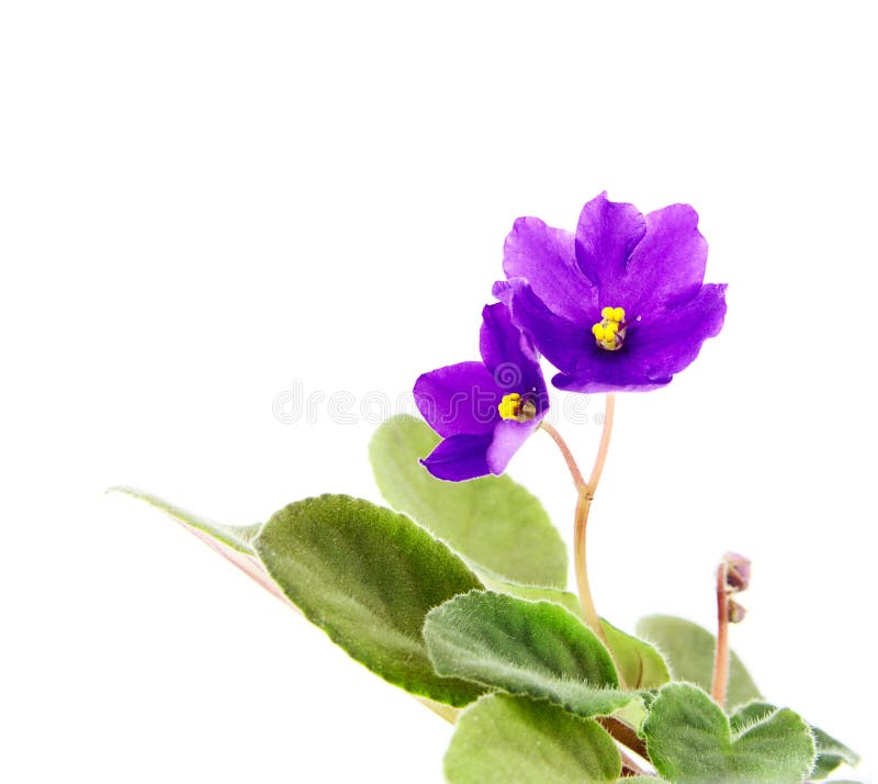 Flowers Violet on White, Isolated. Stock Photo - Image of white ...