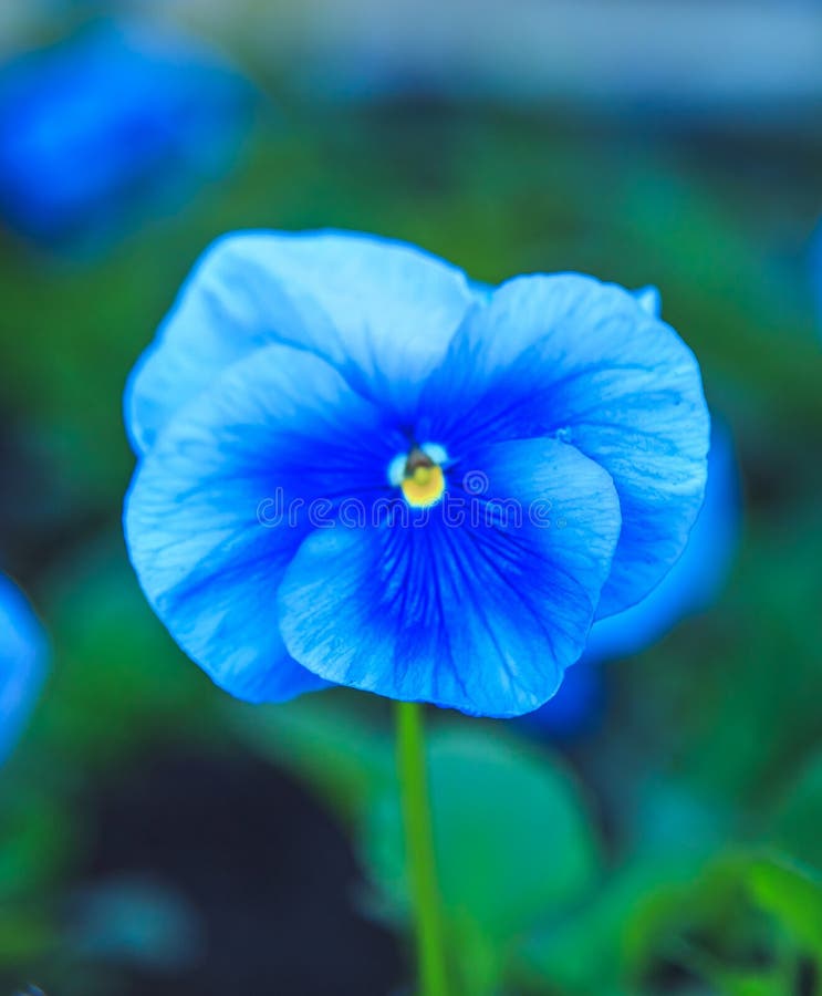Flowers of Violets in the Park on a Sunny Afternoon Stock Image - Image ...
